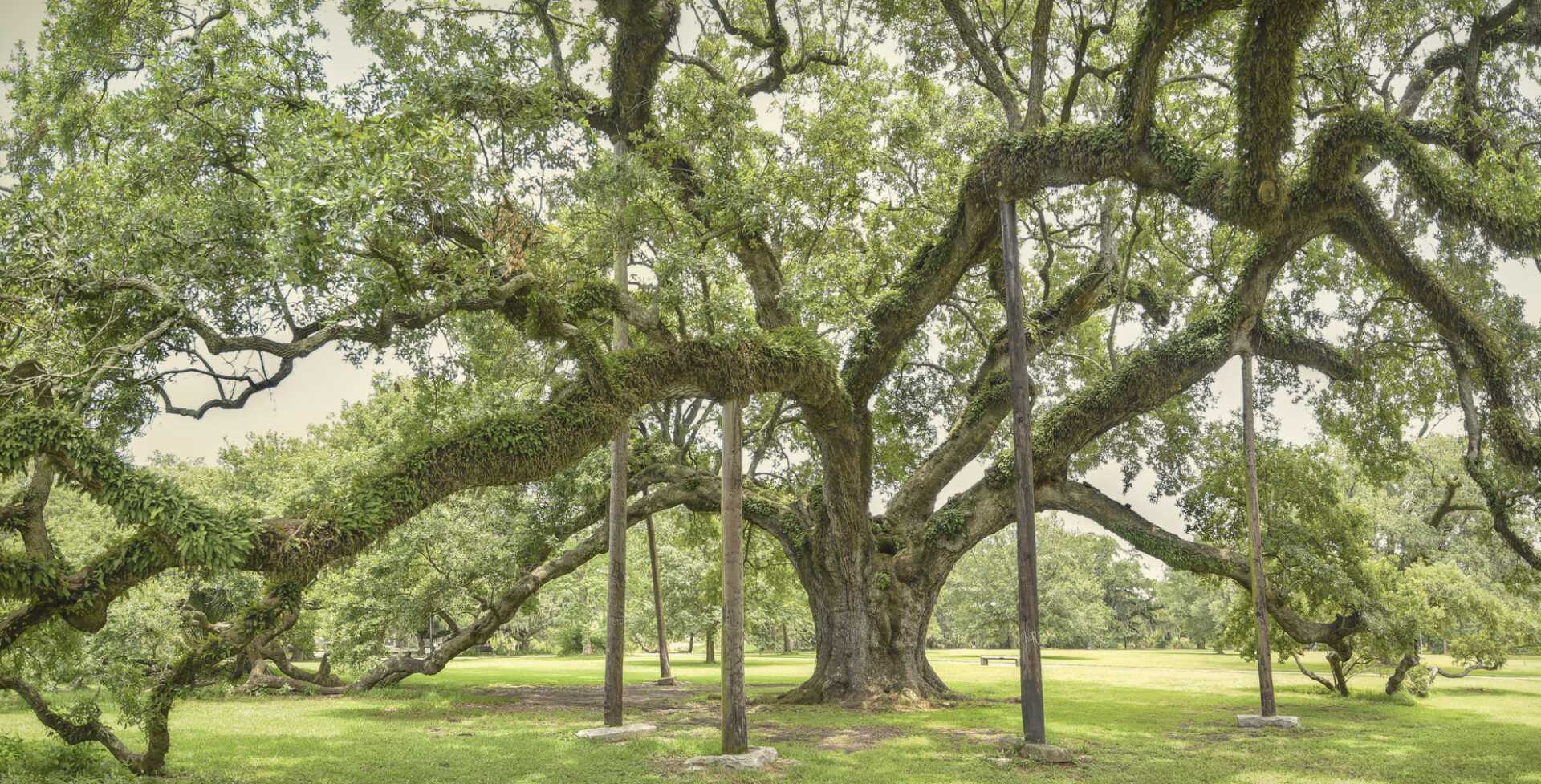 Oak Tree Kindred Spirit® Is A Tough, Slender Oak Tree Fine